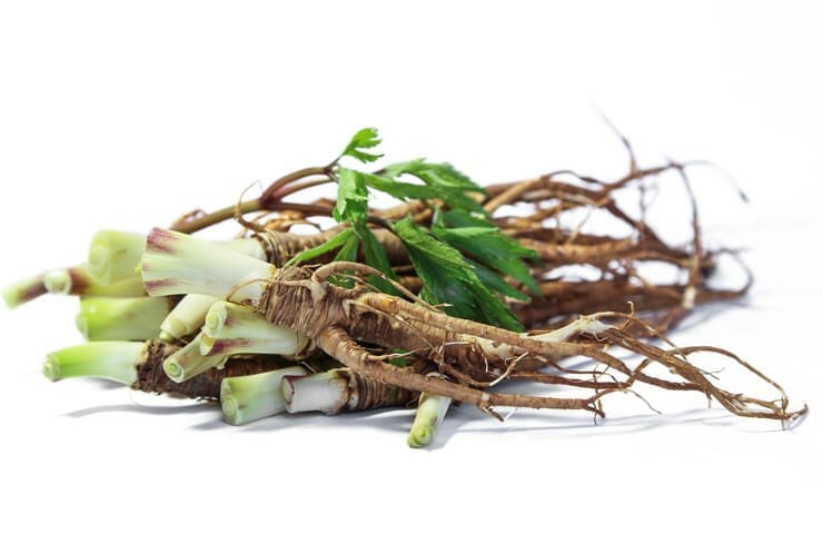 Dong Quai, or Angelica Plant, for Menopause Management