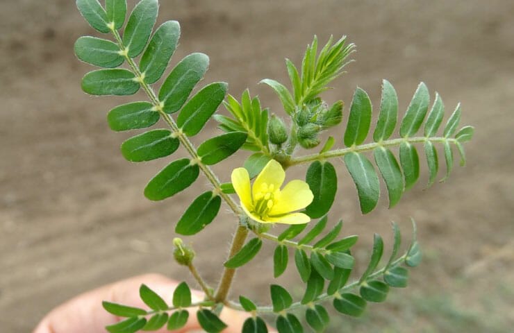 Tribulus Herb for Better Sex Life